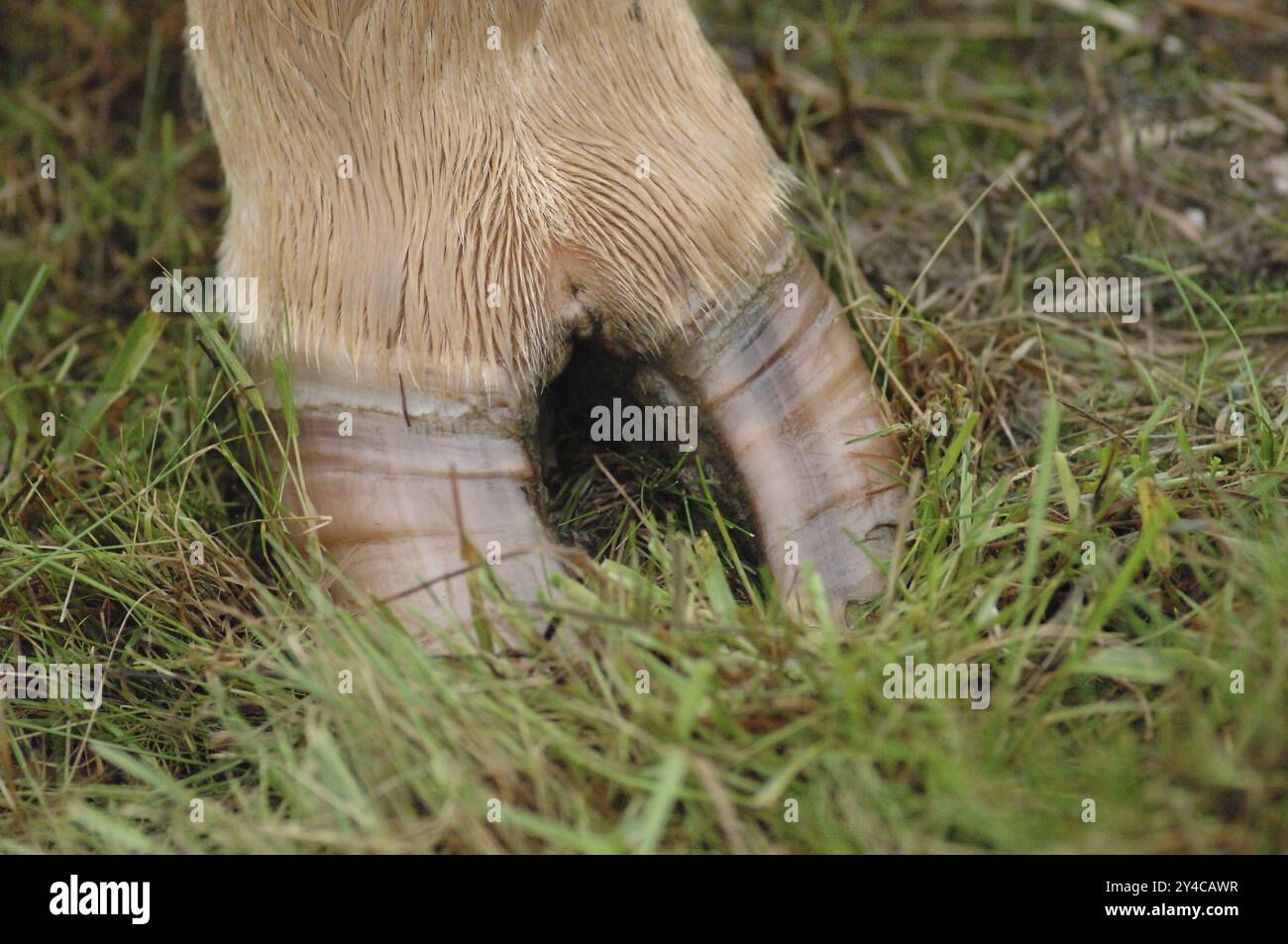 Animals with cloven hooves hi-res stock photography and images - Alamy