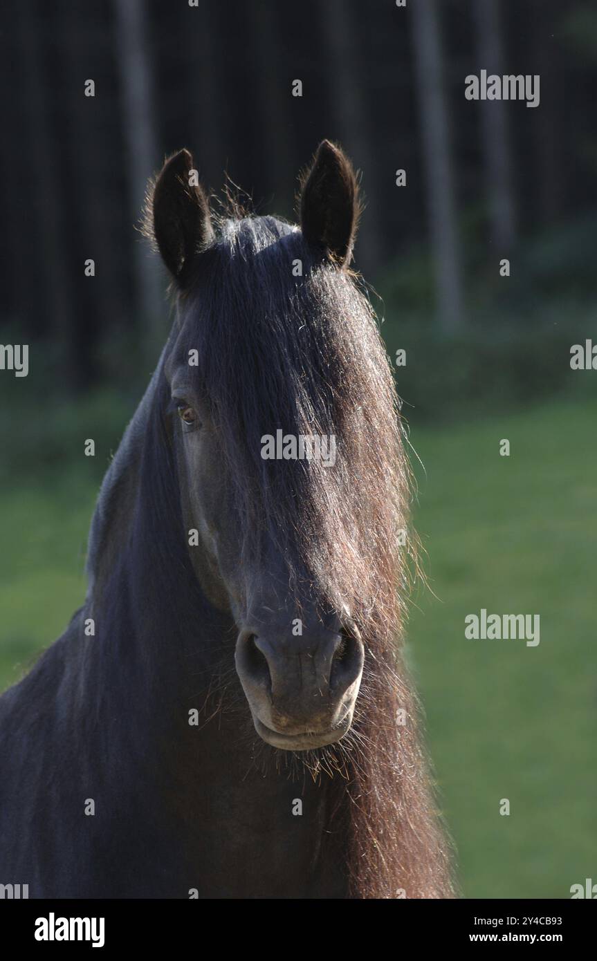 Friese im Portrait Stock Photo - Alamy