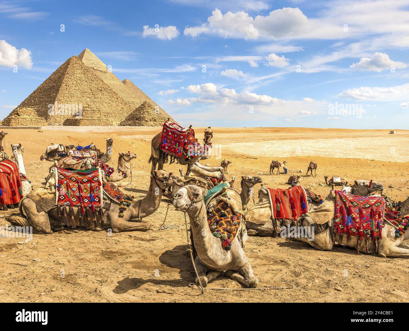 Curious camel and his herd near pyramids in Cairo, Egypt, Africa Stock ...