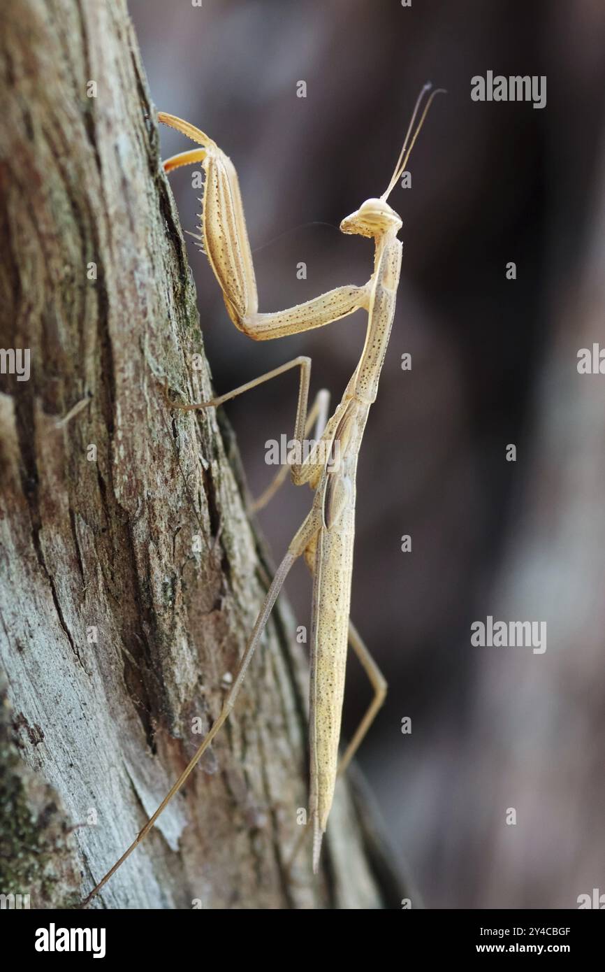 Mantises insects hi-res stock photography and images - Alamy