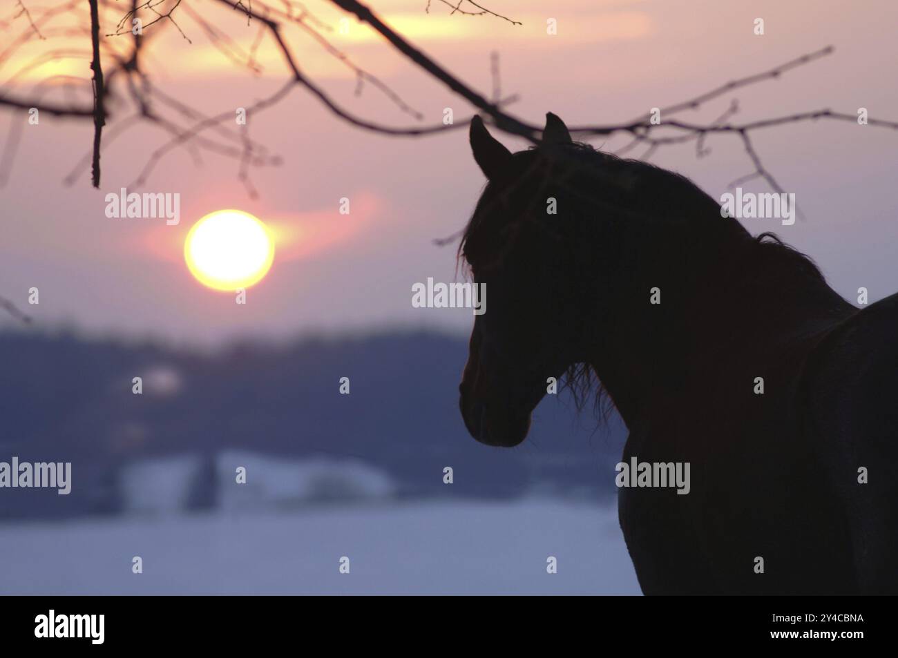 Stallion in the sunset Stock Photo - Alamy