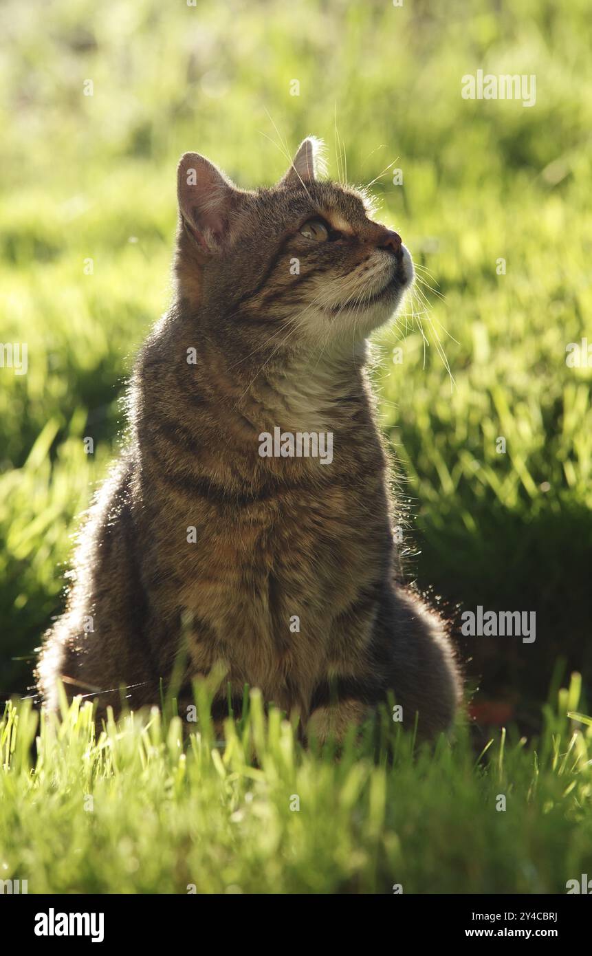 Tabby farmyard cat stalking birds Stock Photo - Alamy