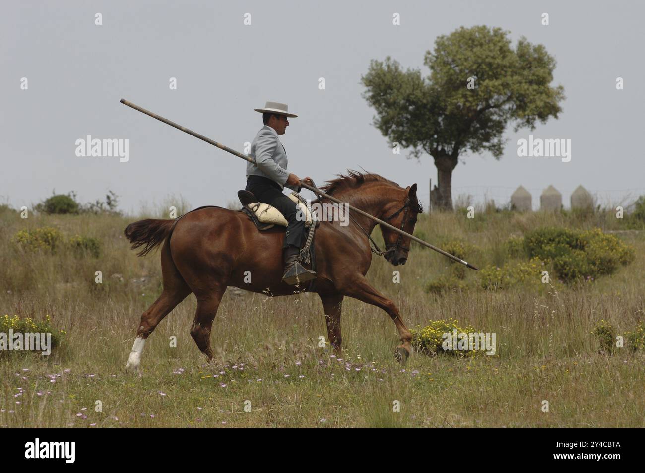 Variegated horse hi-res stock photography and images - Alamy