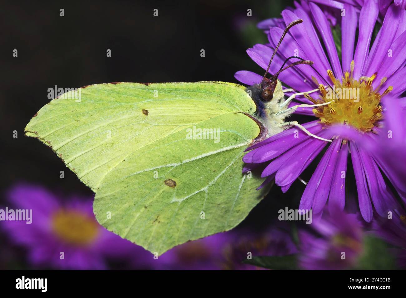 Lemon butterfly drinking nectar on an aster blossom Stock Photo - Alamy