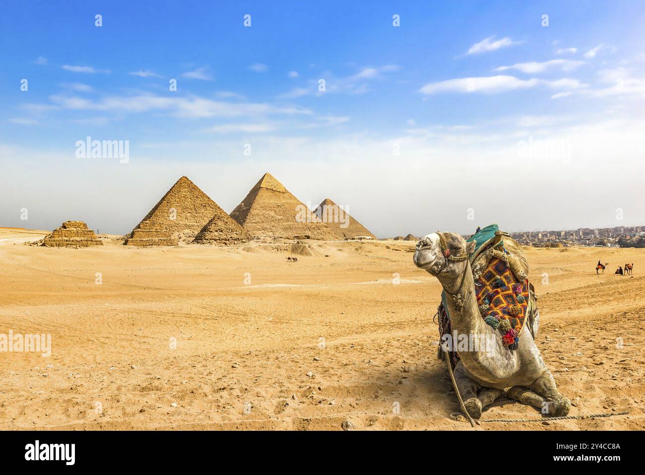 Camel resting near great pyramids in desert of Giza, Egypt, Africa Stock Photo - Alamy