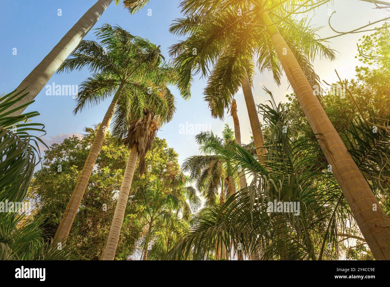 Aswan botanical garden hi-res stock photography and images - Alamy