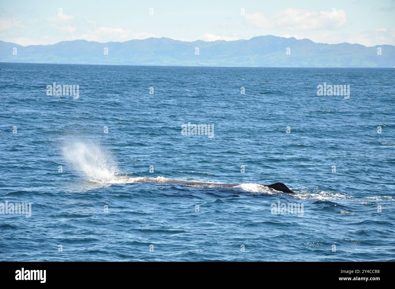 Sperm whale 'Physeter macrocephalus' spout before sounding off the ...