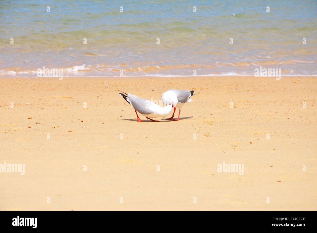 Male and female Red-billed gulls 'Chroicocephalus novaehollandiae ...