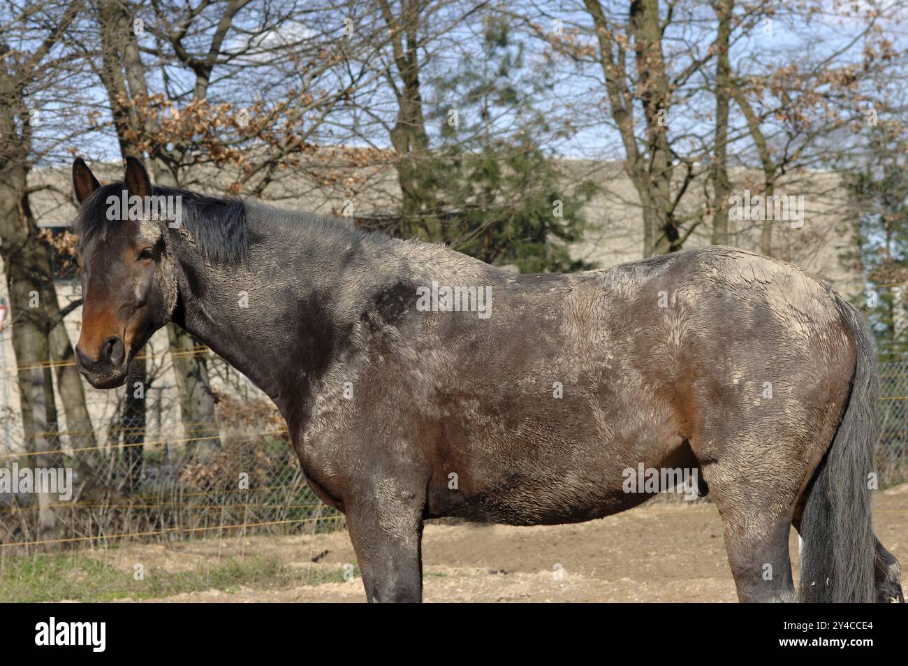 Heavily soiled horse in the winter paddock Stock Photo - Alamy