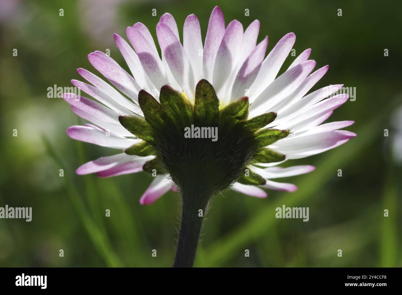 Low angle view of flowers hi-res stock photography and images - Alamy