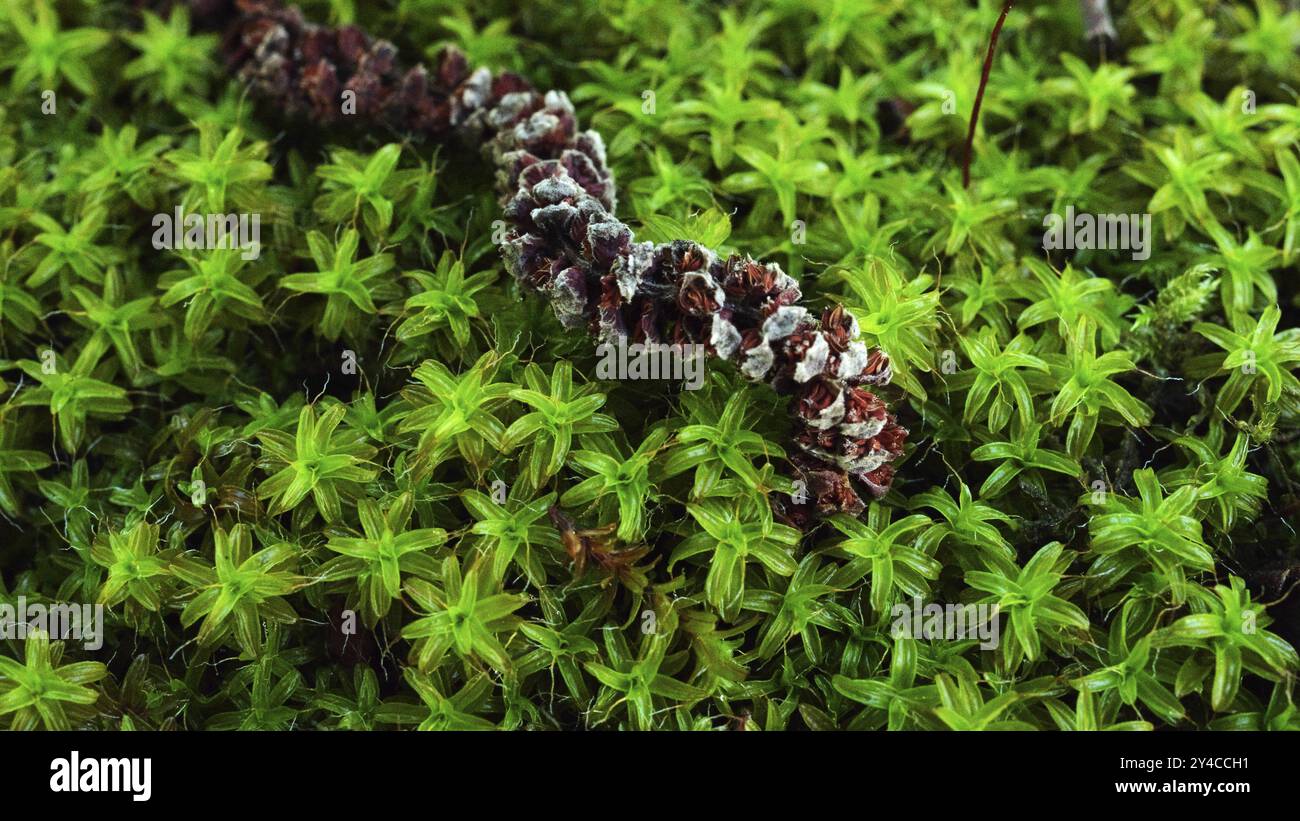 Withered hazelnut inflorescence on rotary toothwort moss Stock Photo ...