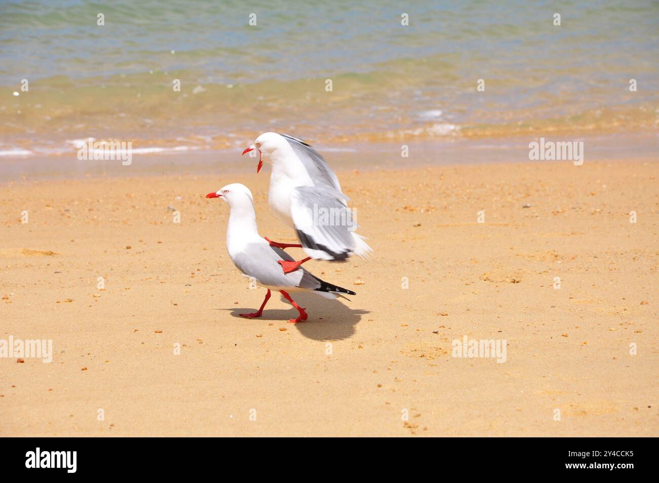 Male and female Red-billed gulls 'Chroicocephalus novaehollandiae ...
