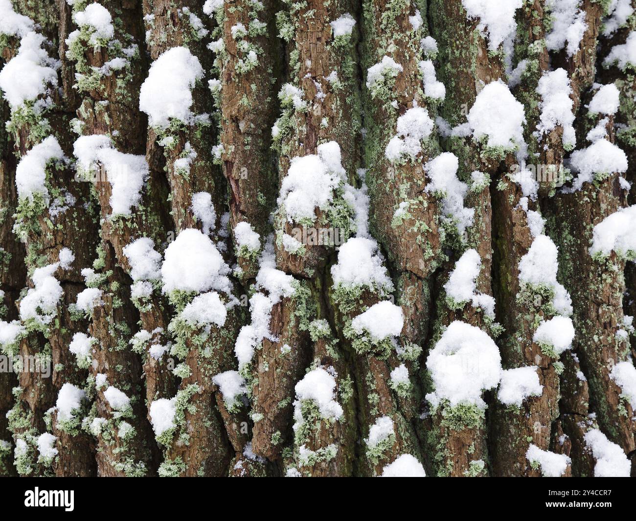Bark of a tree in winter Stock Photo - Alamy