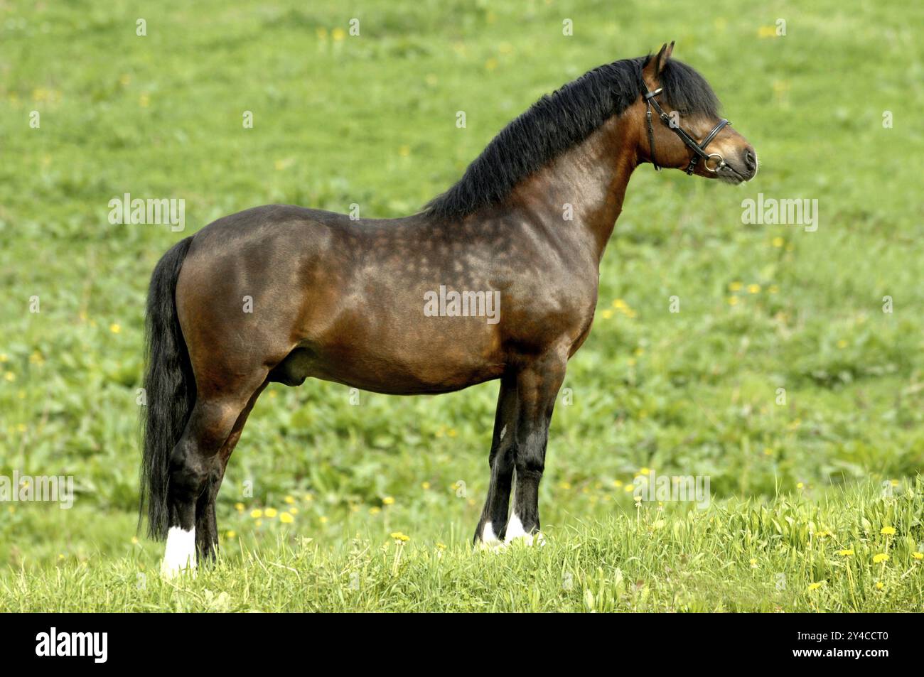 Beautiful bay Welsh pony Stock Photo - Alamy