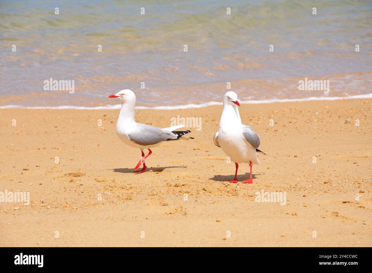 Male and female Red-billed gulls 'Chroicocephalus novaehollandiae ...