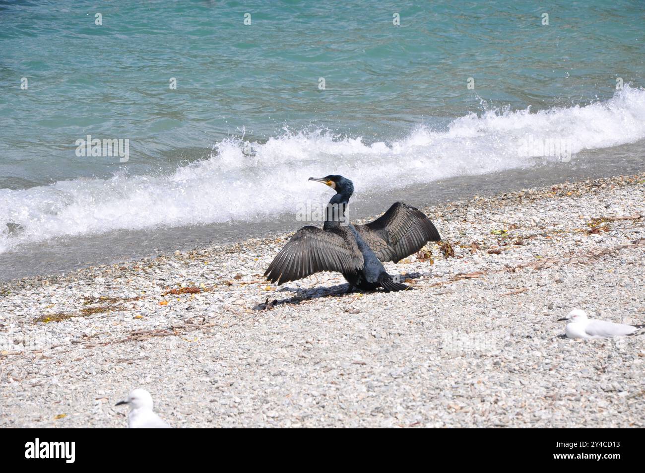 Beautiful Great cormorant 'Phalacrocorax carbo' aka Black shag or Kawau ...