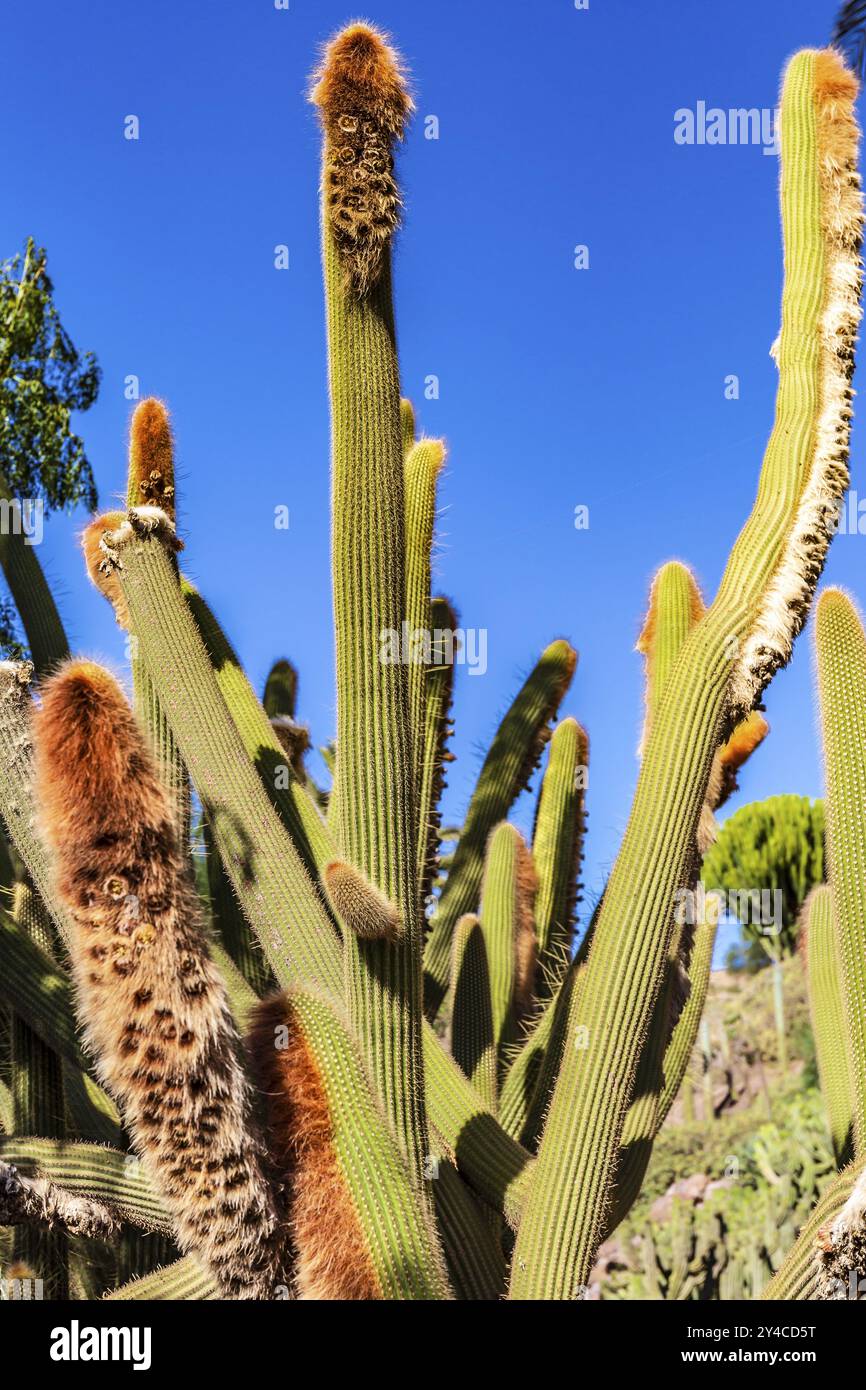 Espostoa guentheri hi-res stock photography and images - Alamy