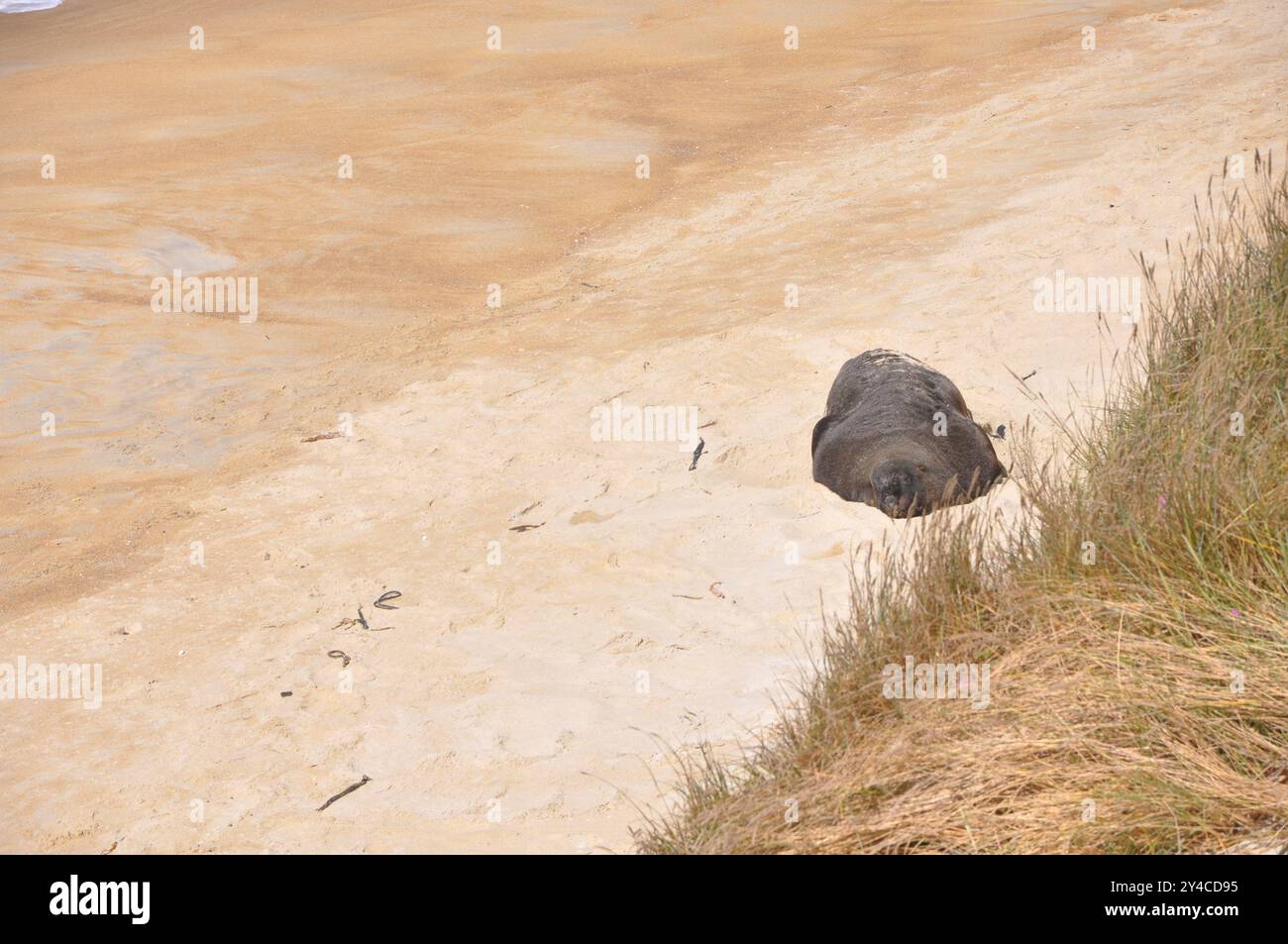 Long-nosed Fur seal 'Arctocephalus forsteri' sleeping on sandy beach in ...