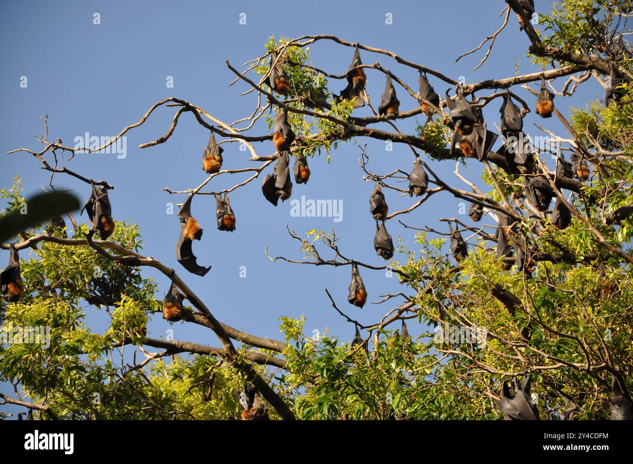 Colony aka "Camp" of Grey-headed flying foxes, the megabats 'Pteropus ...