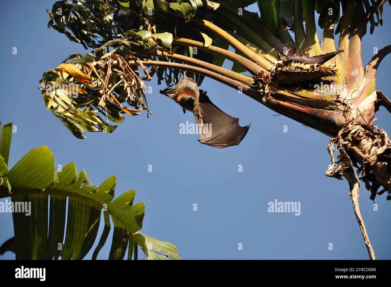 Grey-headed flying fox megabat 'Pteropus poliocephalus' hanging from ...