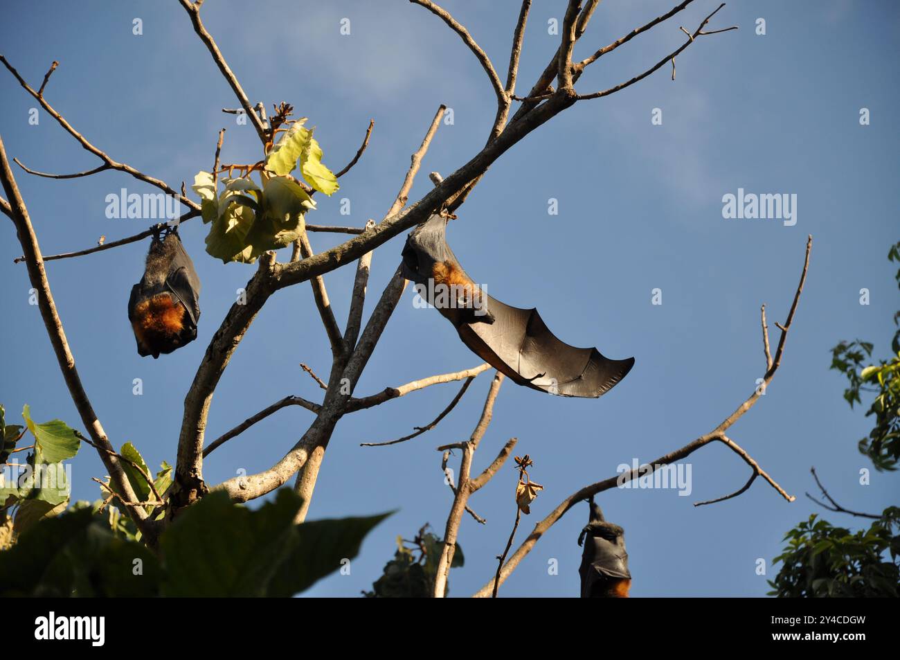 Grey Headed Flying Foxes The Megabats Pteropus Poliocephalus Hanging From A Tree In The Wild