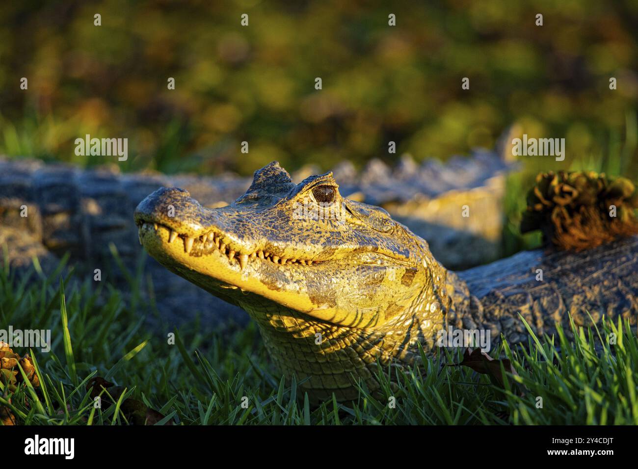 Spectacled caiman (Caiman crocodilius) Panatanal Brazil Stock Photo - Alamy