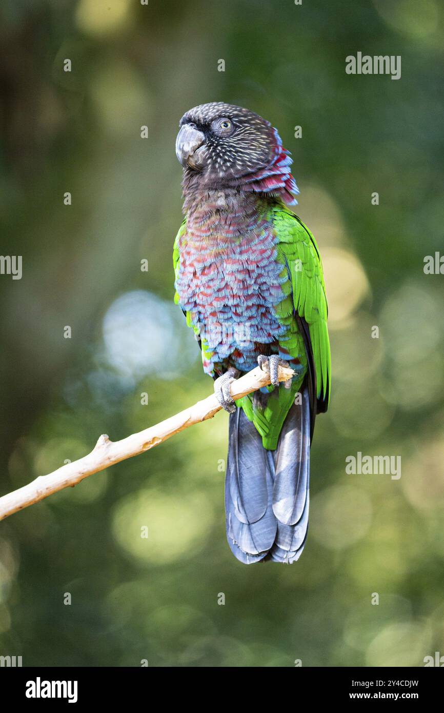 Red-fan parrot (Deroptyus accipitrinus) Pantanal Brazil Stock Photo - Alamy