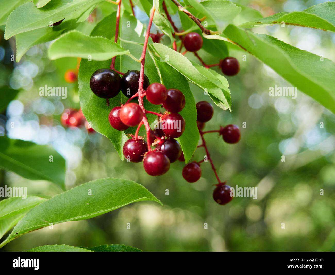 Prunus padus, known as bird cherry, hackberry, hagberry, or Mayday tree ...
