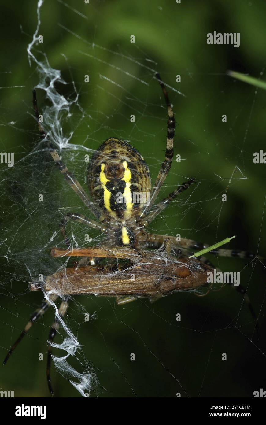 Wasp spider with spun-in grasshopper as prey Stock Photo - Alamy
