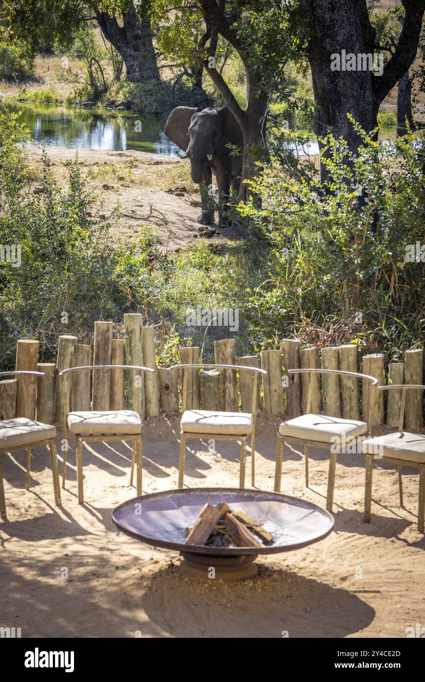 African elephant (Loxodonta africana) standing in safari camp, barbecue ...