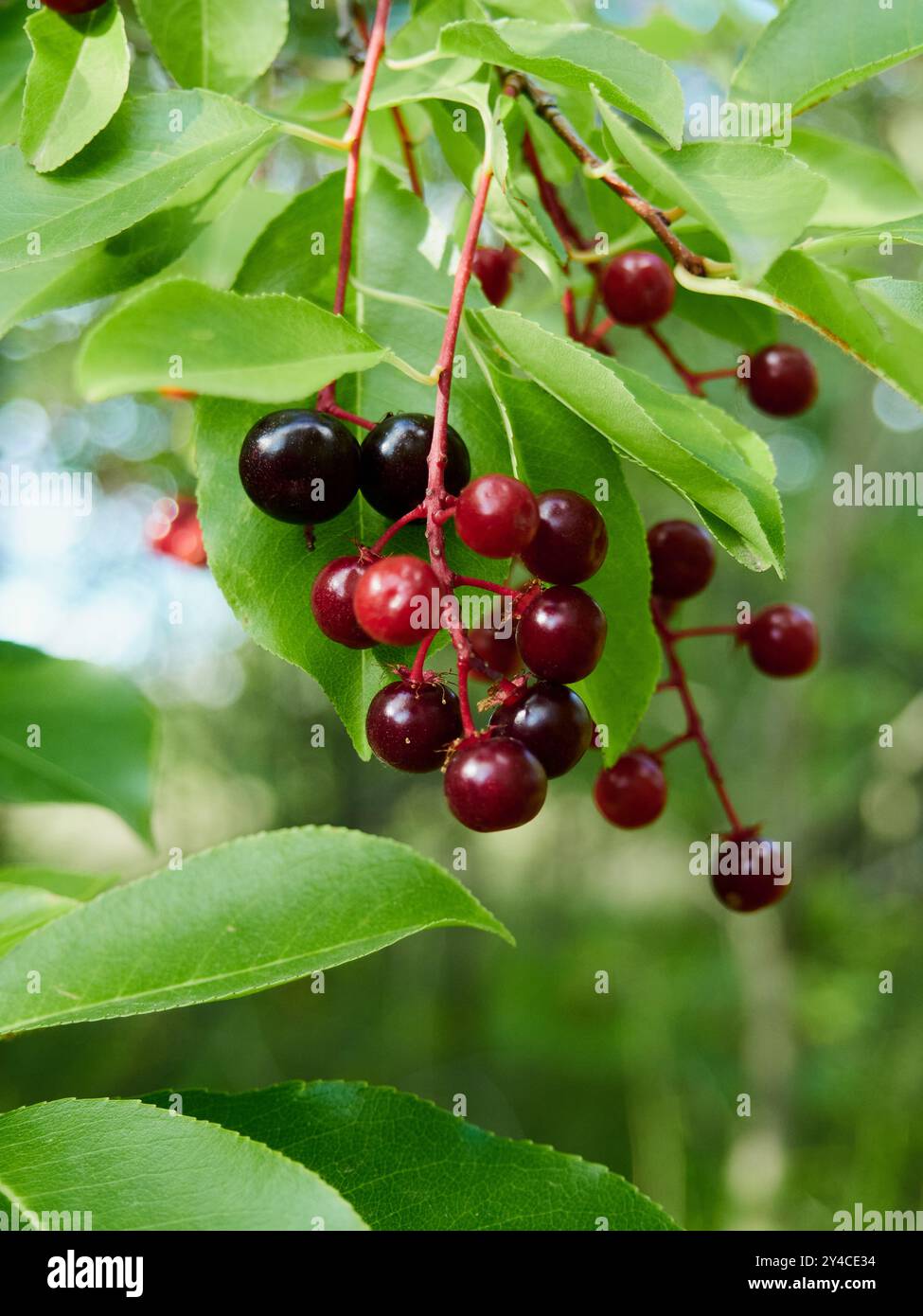 Prunus padus, known as bird cherry, hackberry, hagberry, or Mayday tree ...