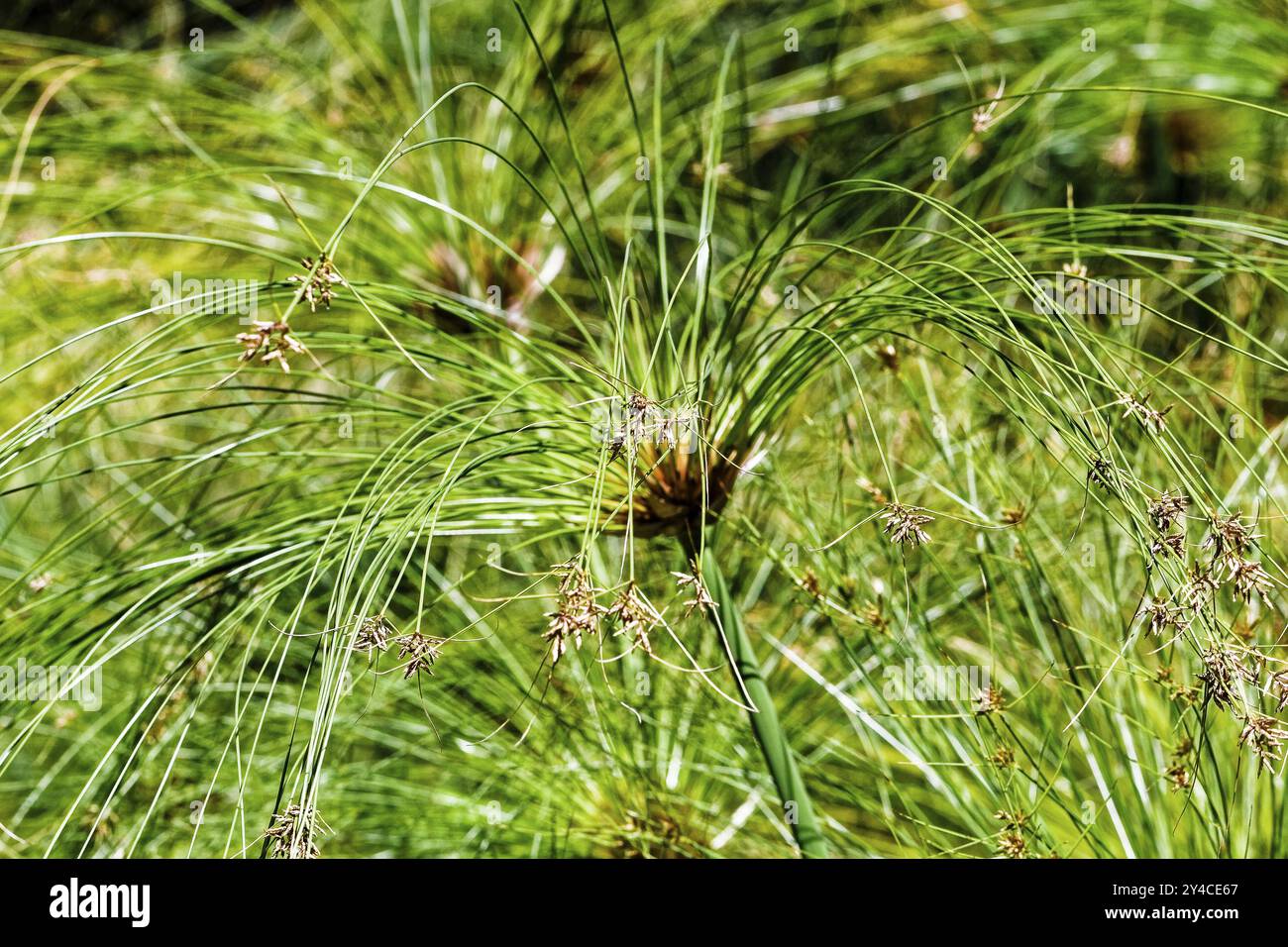 True papyrus, Cyperus papyrus, Egypt, Africa Stock Photo - Alamy