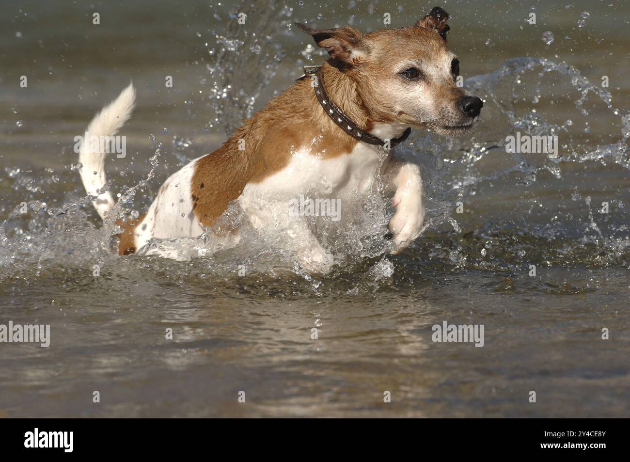 Jack Russell terrier in the water, jumping Stock Photo - Alamy