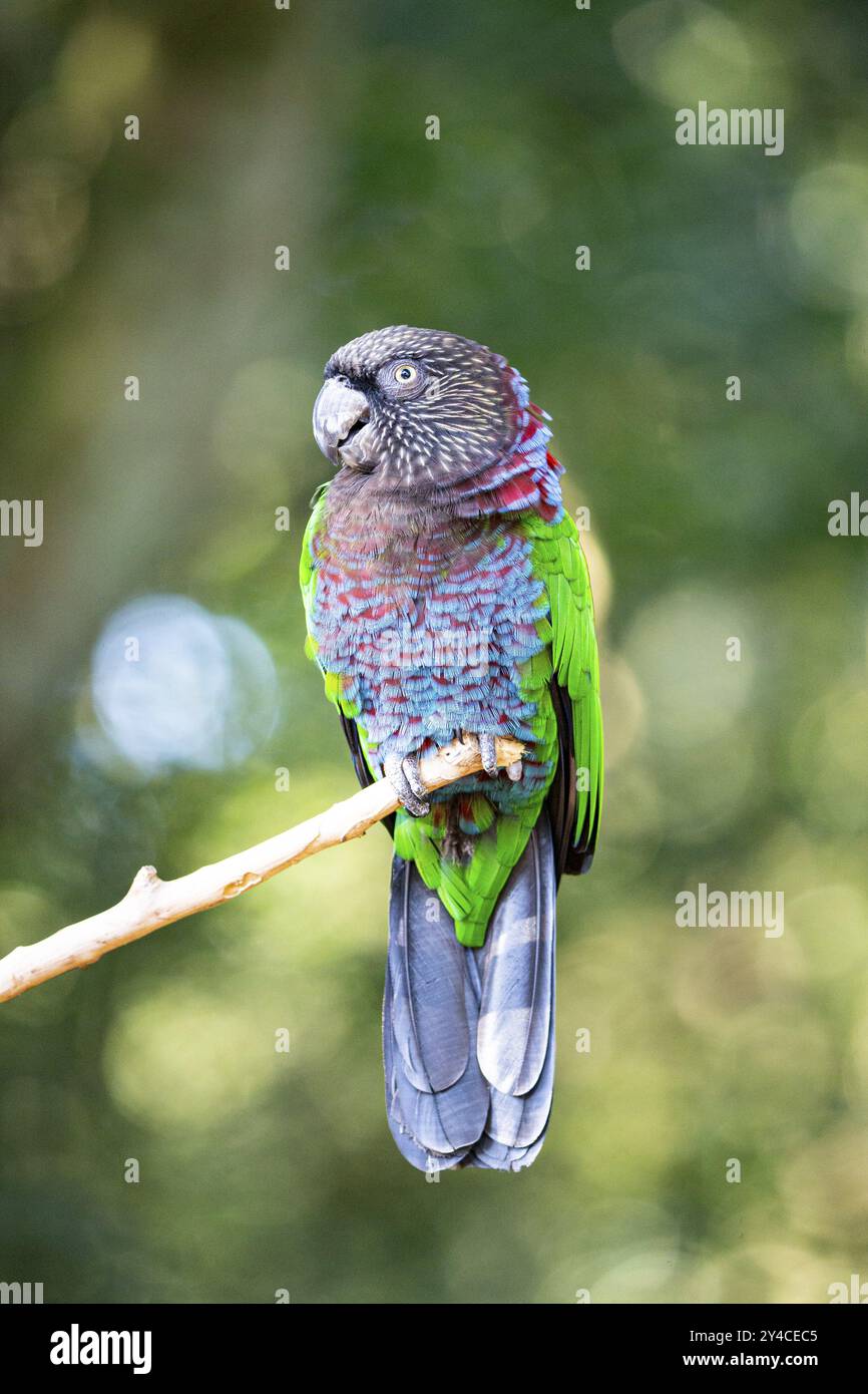 Red-fan parrot (Deroptyus accipitrinus) Pantanal Brazil Stock Photo - Alamy