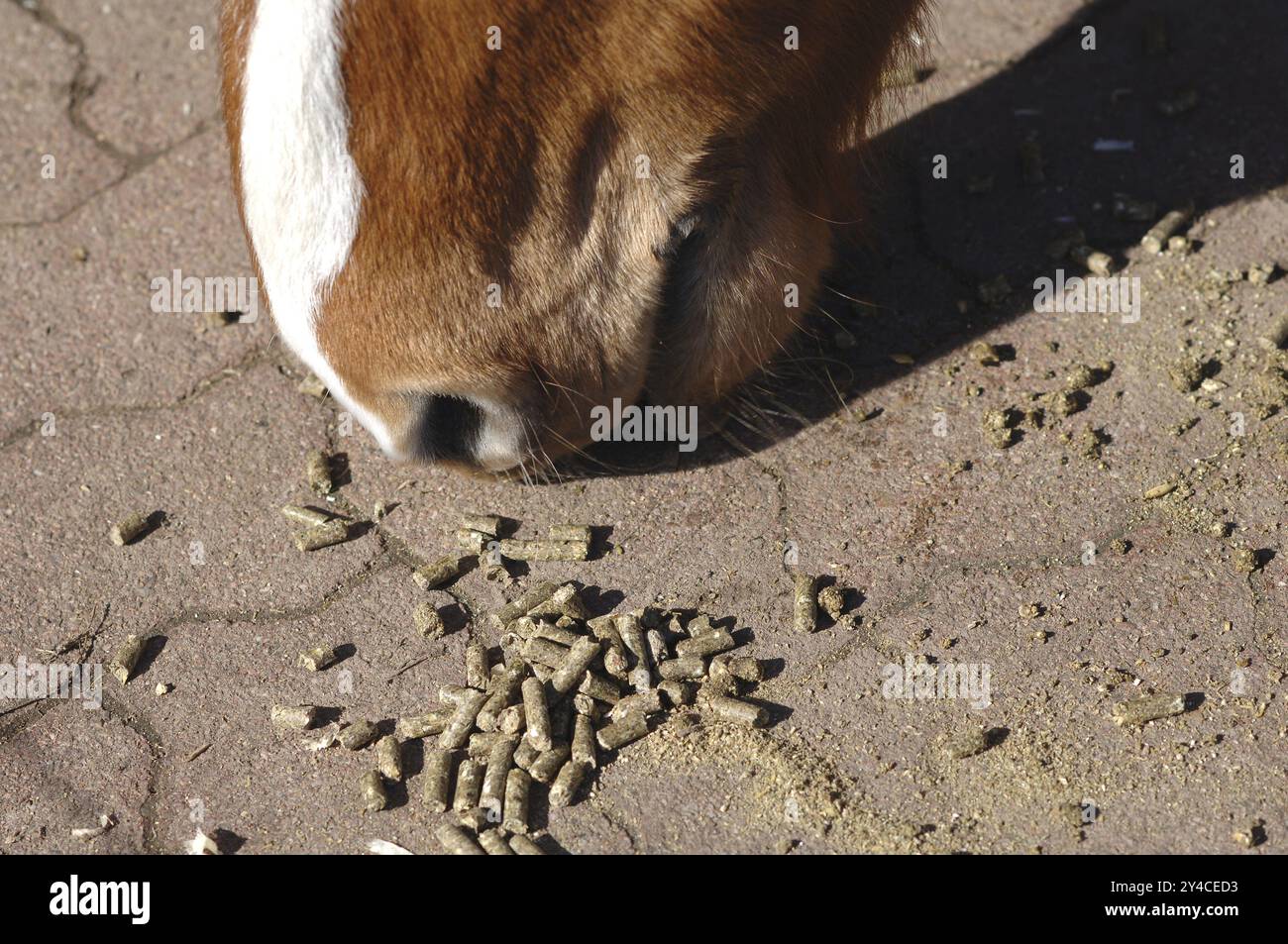 Horse eating species-appropriate food from the ground, pellets Stock ...