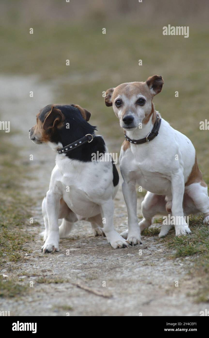 Jack Russell Terrier, sitting Stock Photo - Alamy