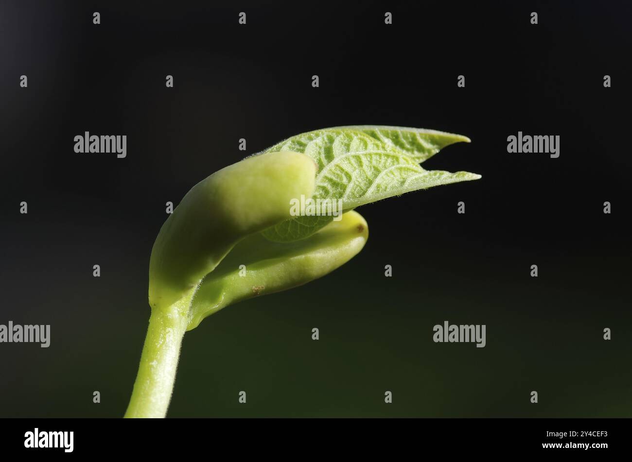 Freshly germinating garden bean Stock Photo - Alamy