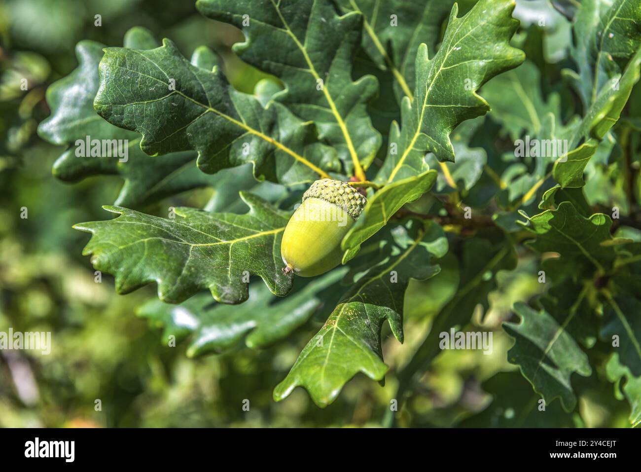 Acorn among the green leaves of oak Stock Photo - Alamy