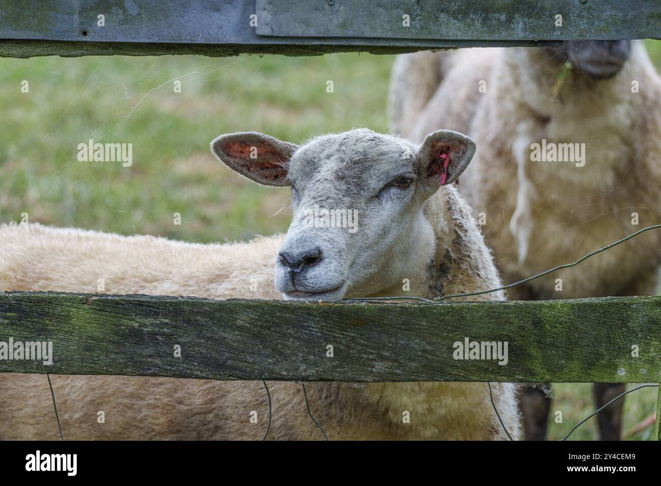 A sheep sticks its head through an old wooden fence and wears a red ear ...