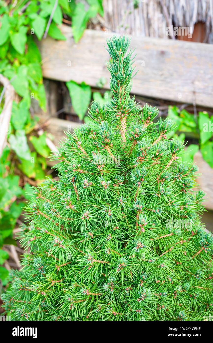 Detailed view of the top of a dense Alberta dwarf spruce (Picea glauca ...