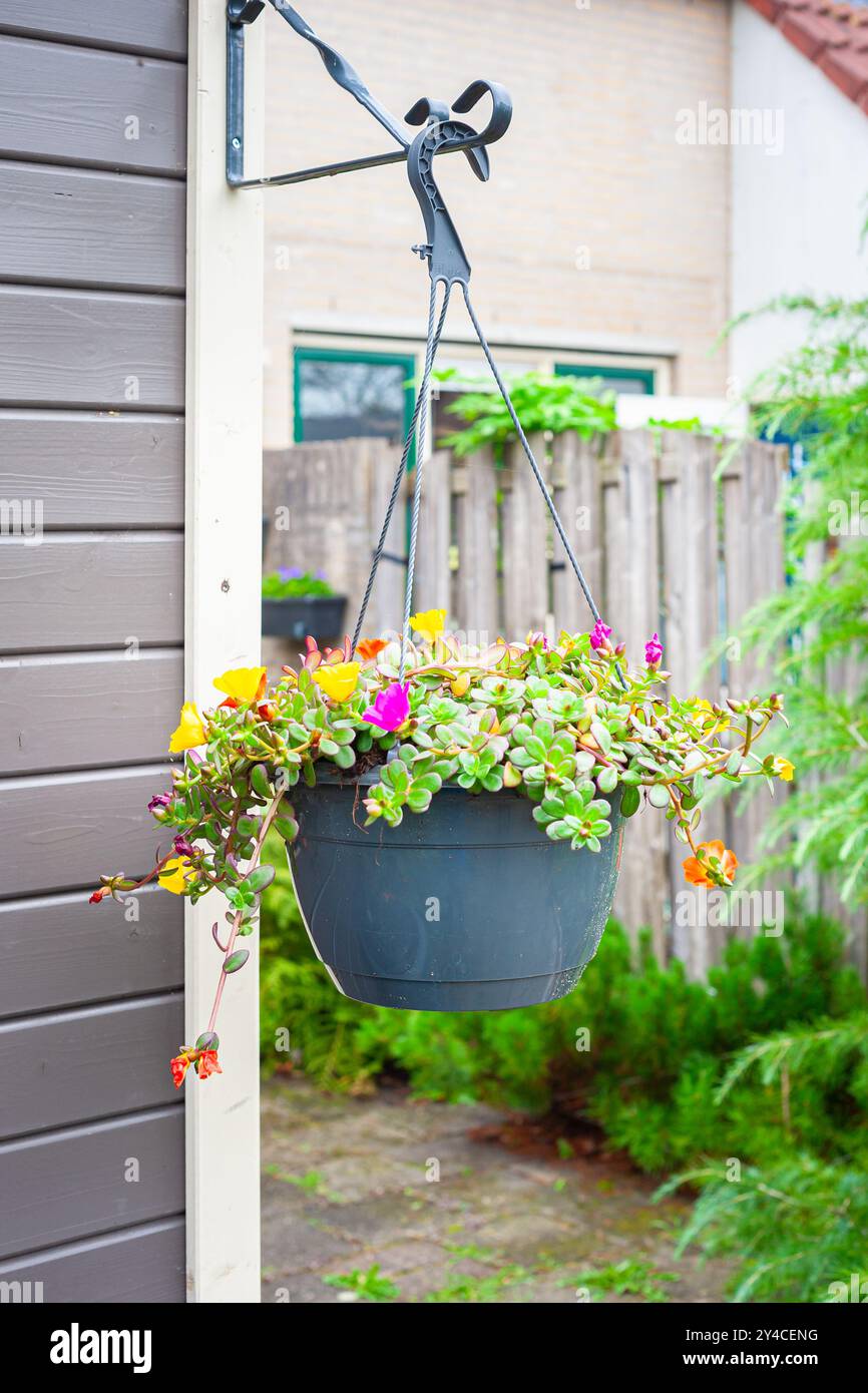 Blooming common purslane (Portulaca oleracea) in a hanging basket in a ...