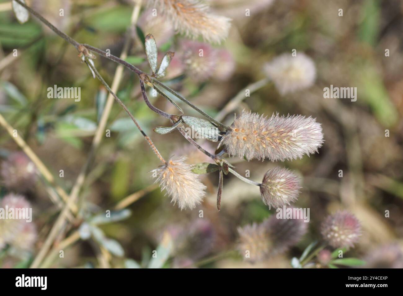 Close up flowers of Trifolium arvense, (hare's-foot clover, rabbitfoot clover, stone clover ...