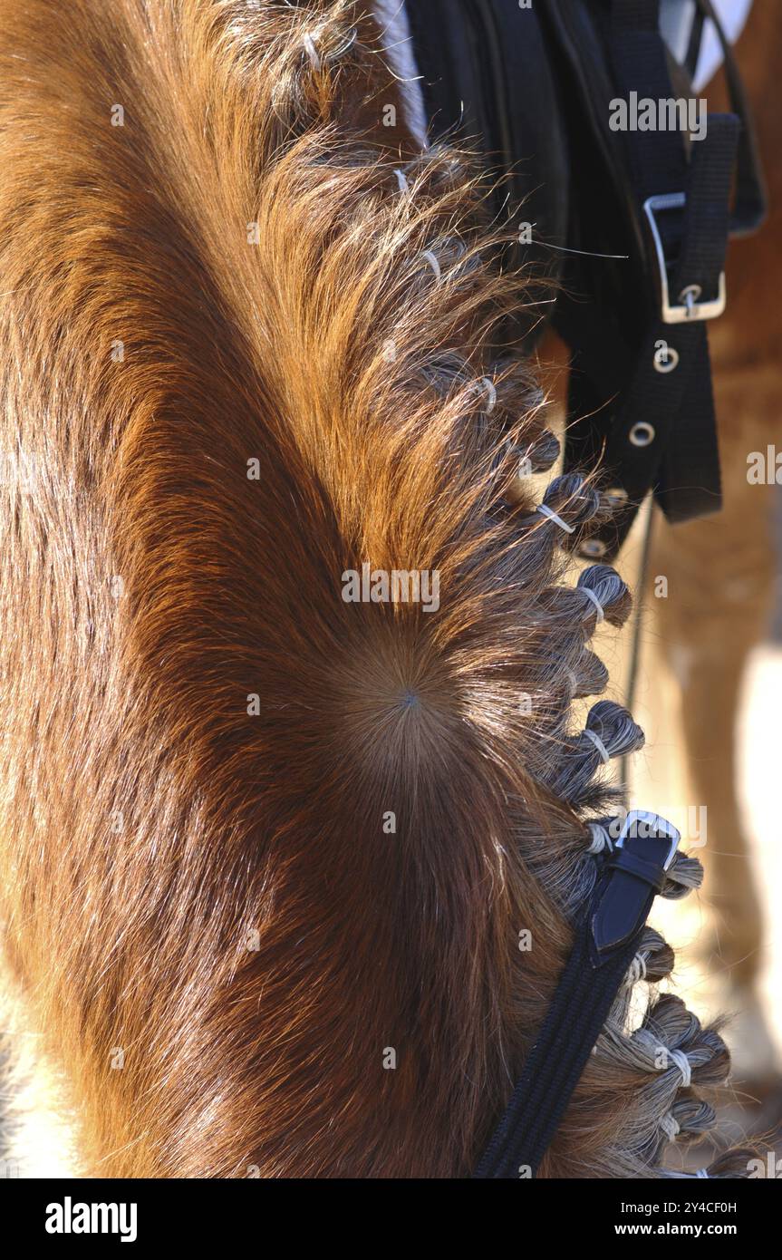 Snapshot of the show, show pens and swivel on chestnut Stock Photo - Alamy