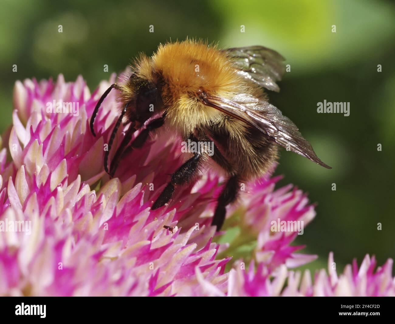 Fat hen flower hi-res stock photography and images - Alamy