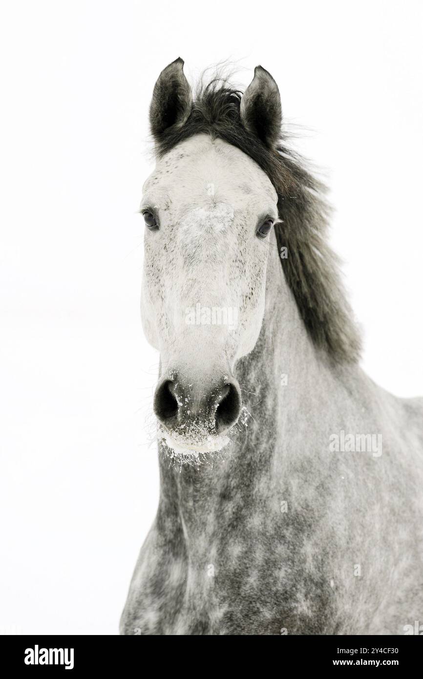 Grey horse, mare in the snow Stock Photo - Alamy