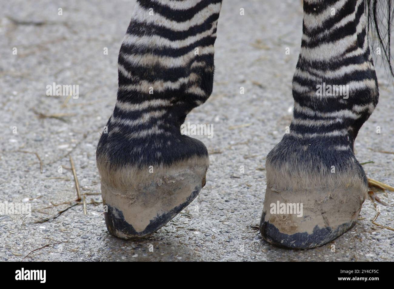 Hind hooves of a zebra Stock Photo - Alamy