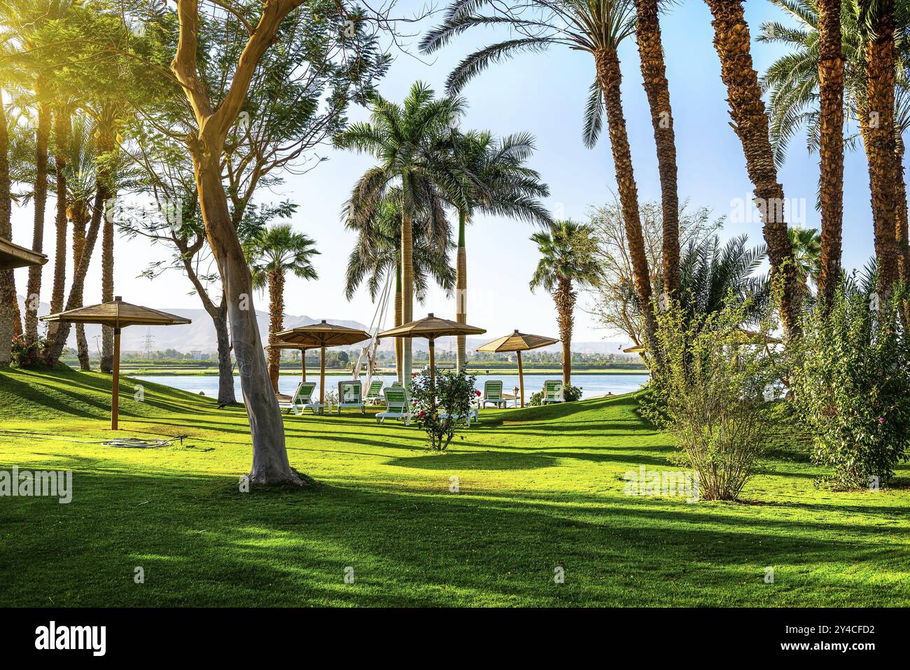 Meadow with fresh green grass and palm trees on a coast of river Nile ...