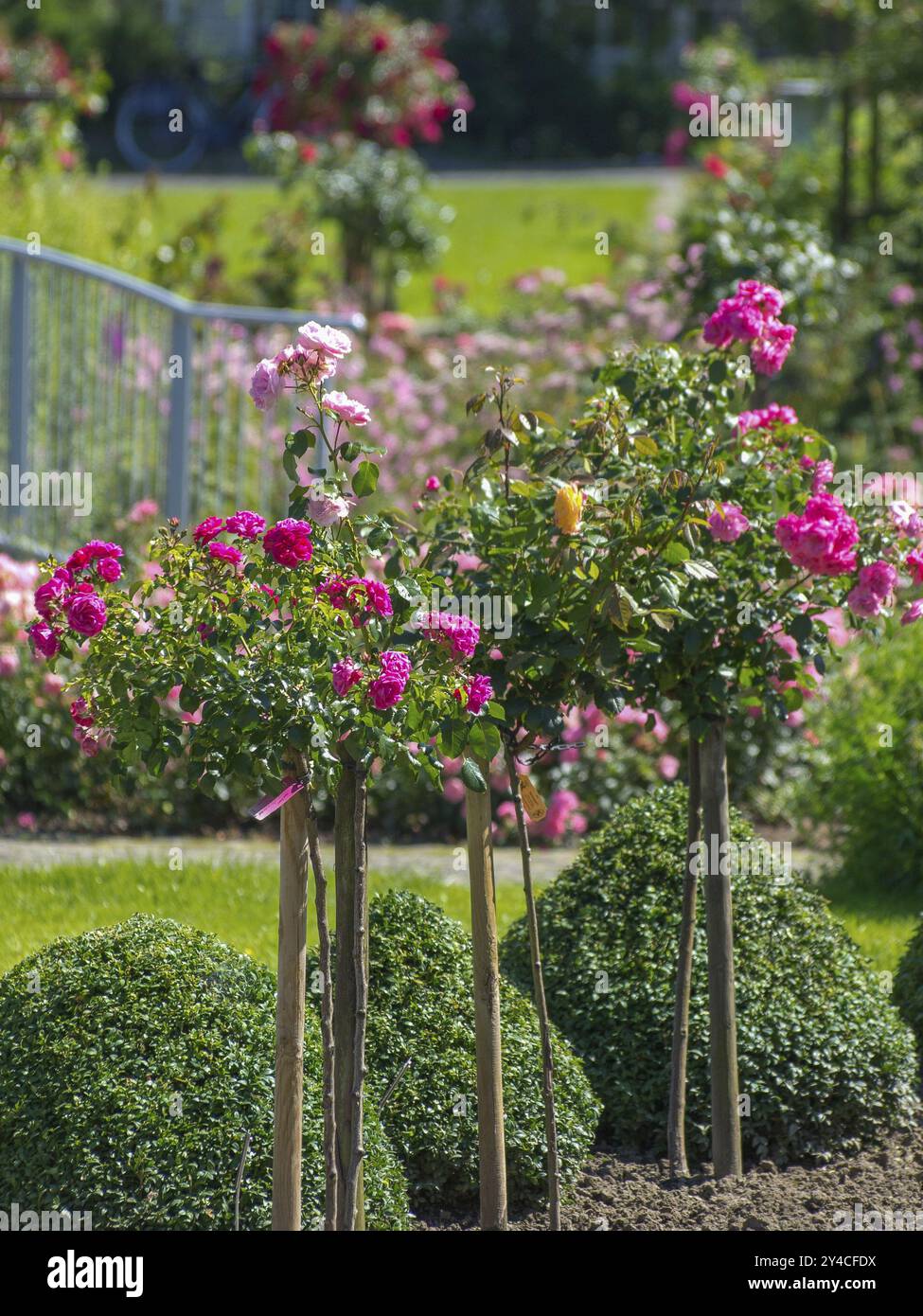 Flowering rose bushes and green shrubs in a well-kept, sunny garden ...