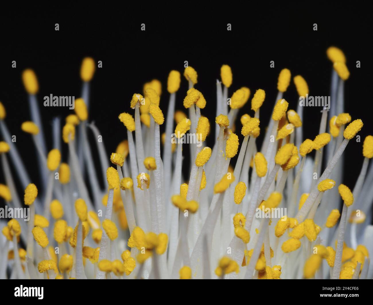 Stamens and anthers of an elephant ear flower Stock Photo - Alamy