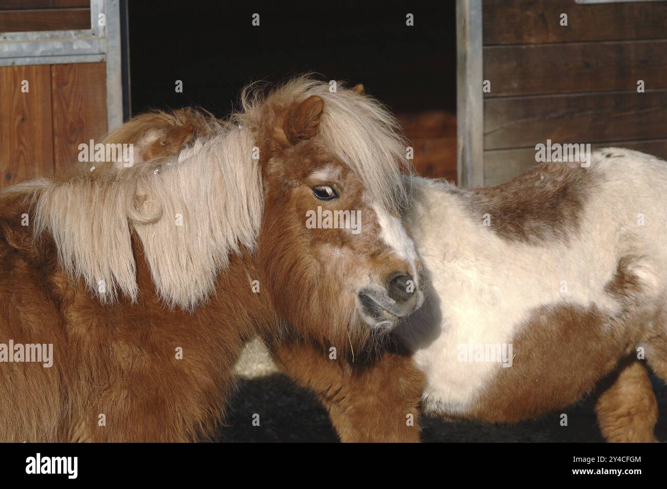 Old Shetland ponies with thick winter coats Stock Photo - Alamy